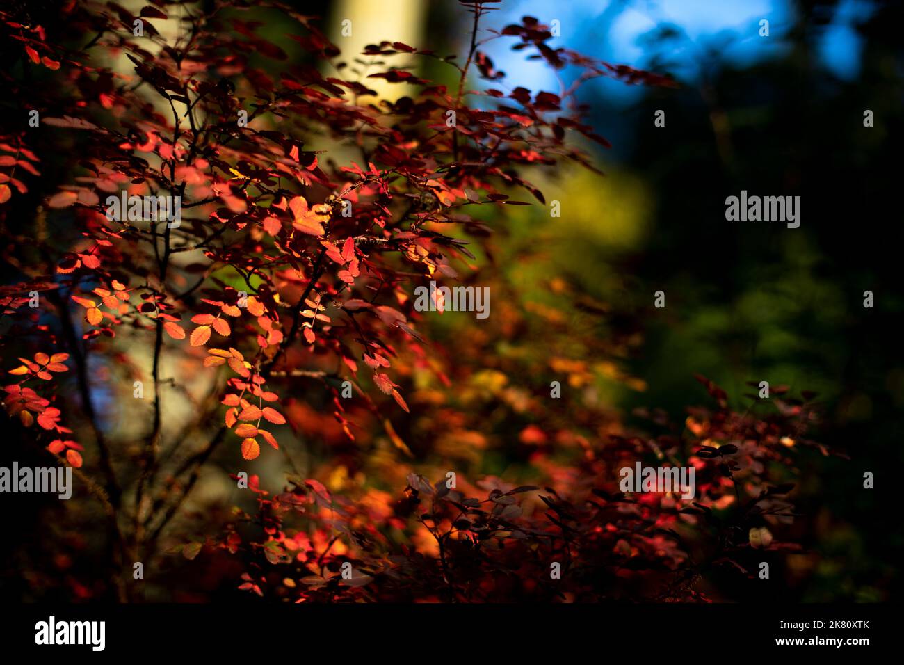 Autumn leaves. Colors of autumn in nature. Shades of red on bushes ...