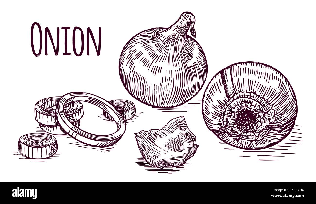 Red onion sketch hand drawn. Poster on a light background. Vector Stock ...