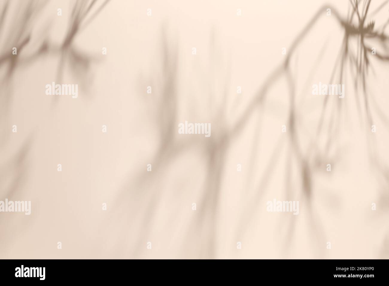 Shadow of pine tree on solid beige wall texture background Stock Photo ...