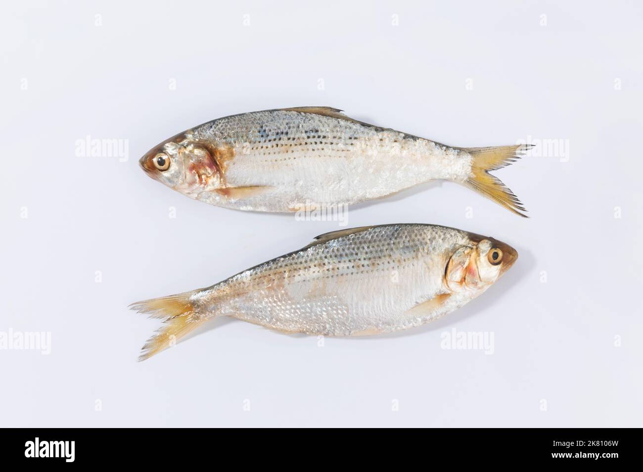 gizzard shad fish Stock Photo - Alamy