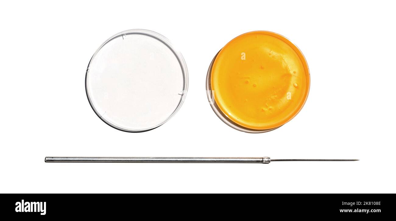 Shower cream in Petri dish with plastic lid place next to Inoculation ...