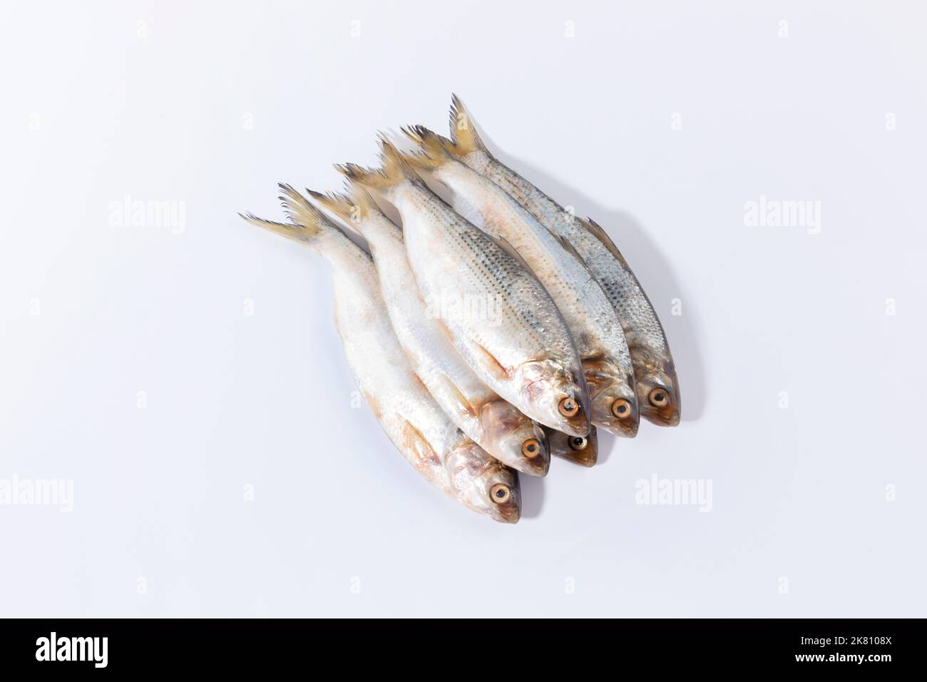 gizzard shad fish Stock Photo - Alamy
