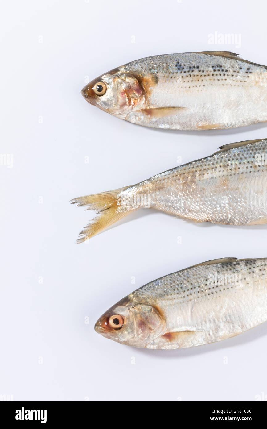 gizzard shad fish Stock Photo - Alamy