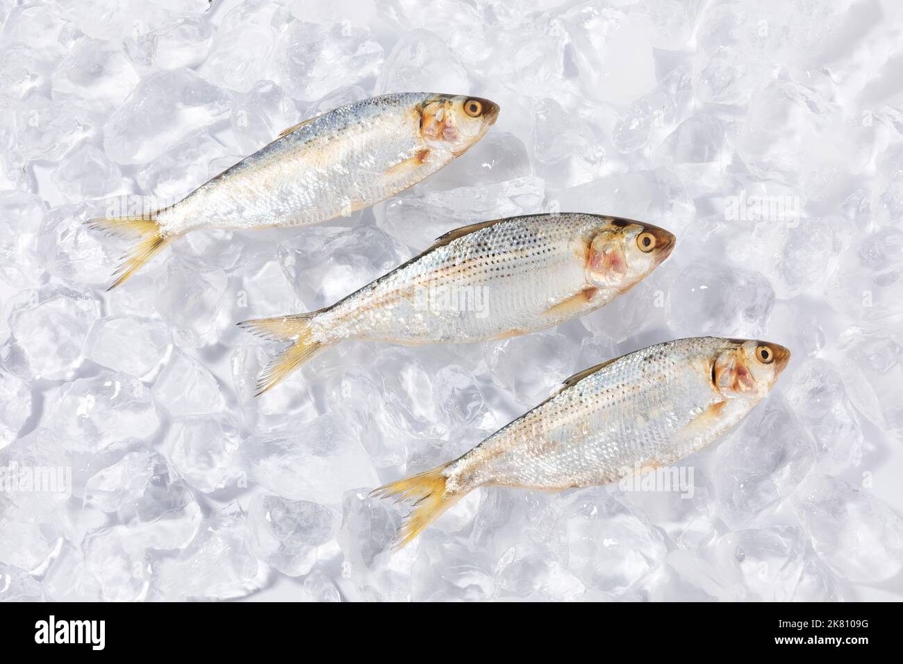 ice and gizzard shad fish Stock Photo - Alamy