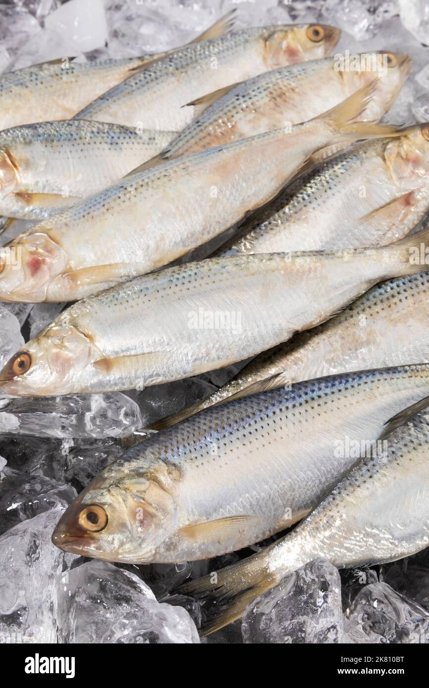 ice and gizzard shad fish Stock Photo - Alamy