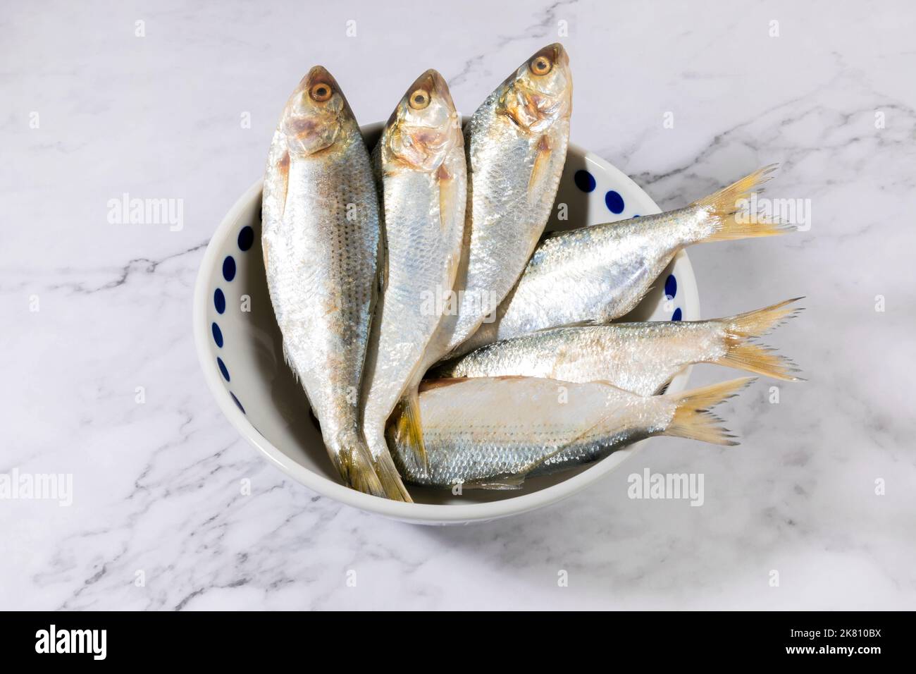 Shad fish hi-res stock photography and images - Alamy