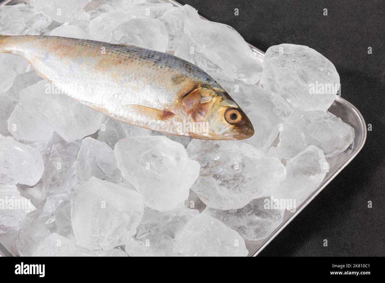 ice and gizzard shad fish Stock Photo - Alamy