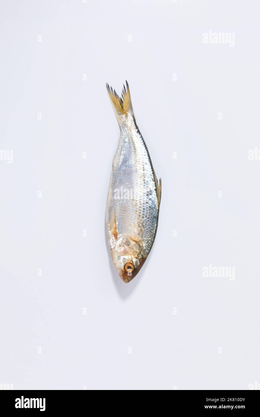 Gizzard shad hi-res stock photography and images - Alamy