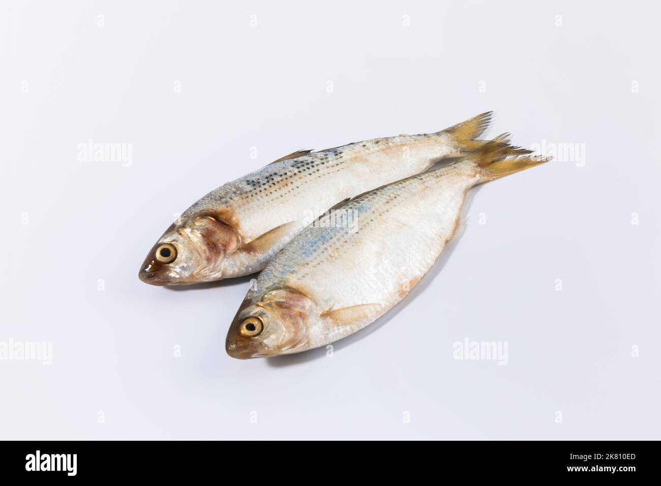 gizzard shad fish Stock Photo - Alamy