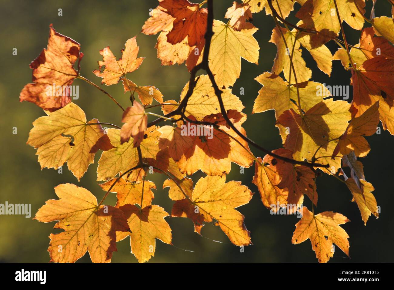Autumn forest in the countryside in Denmark Stock Photo - Alamy