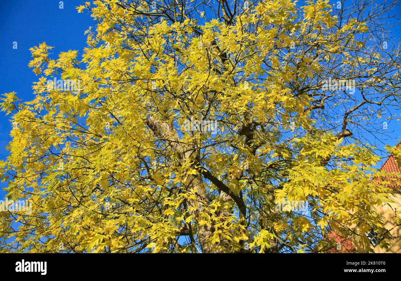 Autumn forest in the countryside in Denmark Stock Photo - Alamy