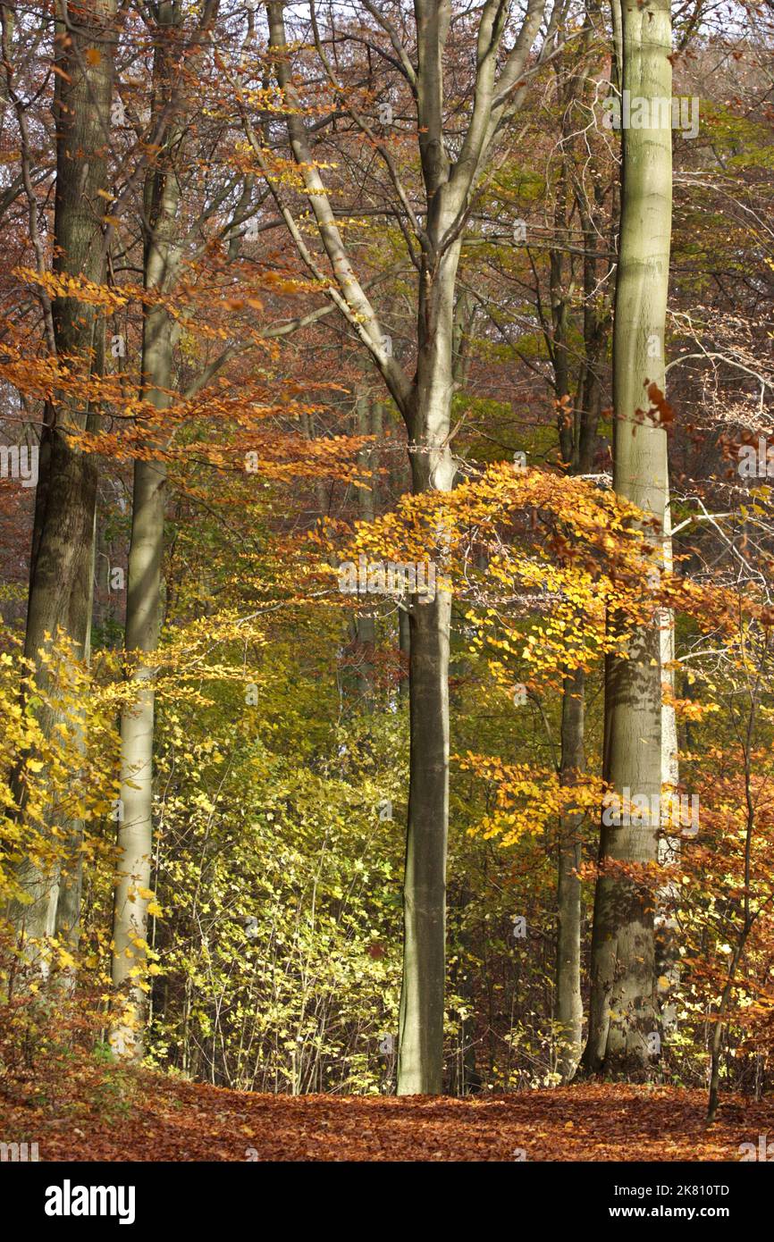 Autumn forest in the countryside in Denmark Stock Photo - Alamy