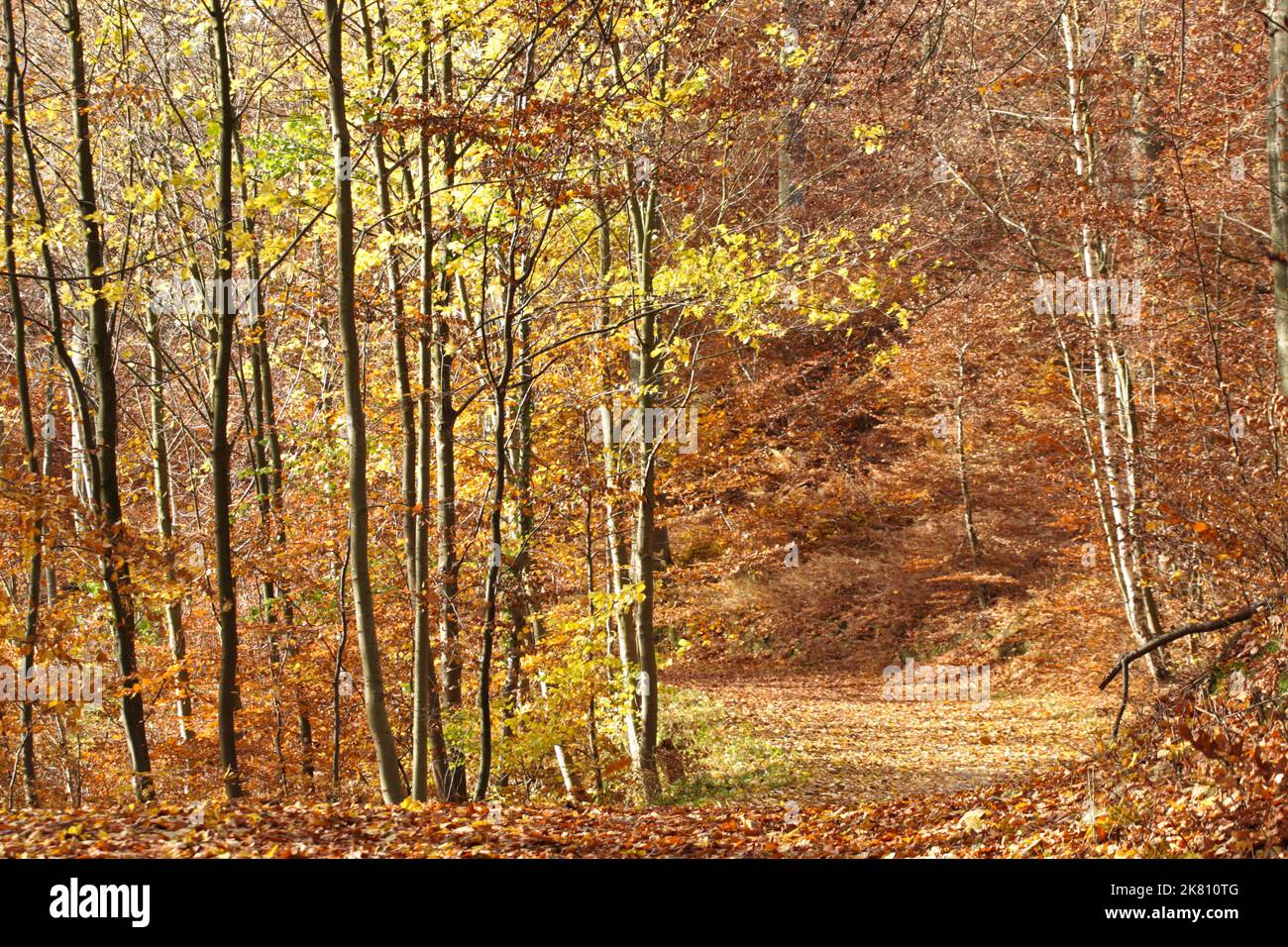 Autumn forest in the countryside in Denmark Stock Photo - Alamy