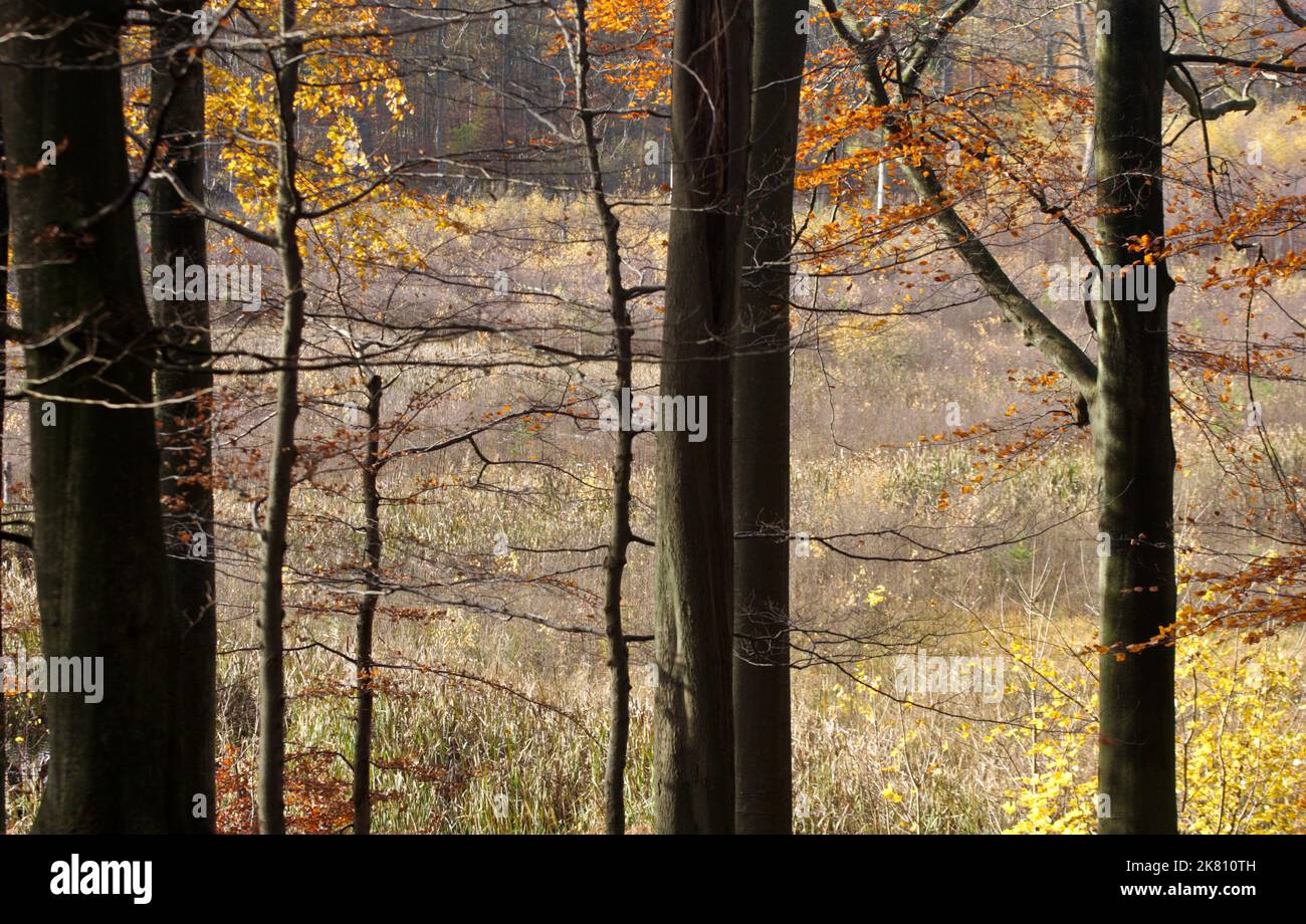 Autumn forest in the countryside in Denmark Stock Photo - Alamy