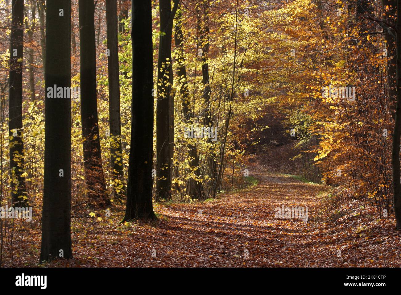 Autumn forest in the countryside in Denmark Stock Photo - Alamy