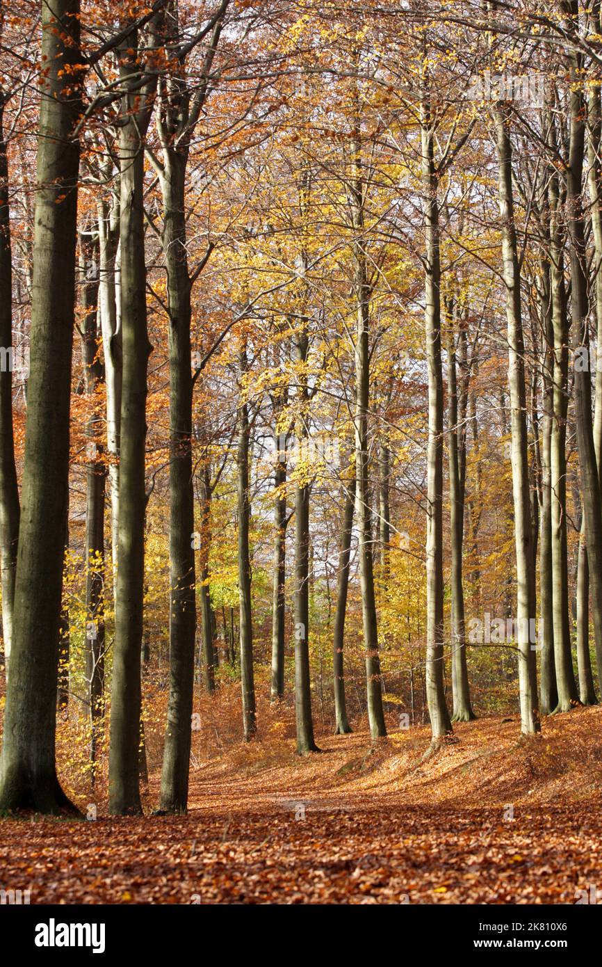 Autumn forest in the countryside in Denmark Stock Photo - Alamy