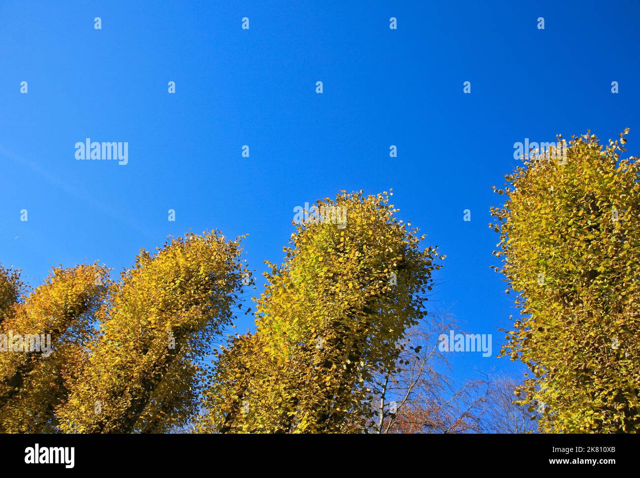 Autumn forest in the countryside in Denmark Stock Photo - Alamy