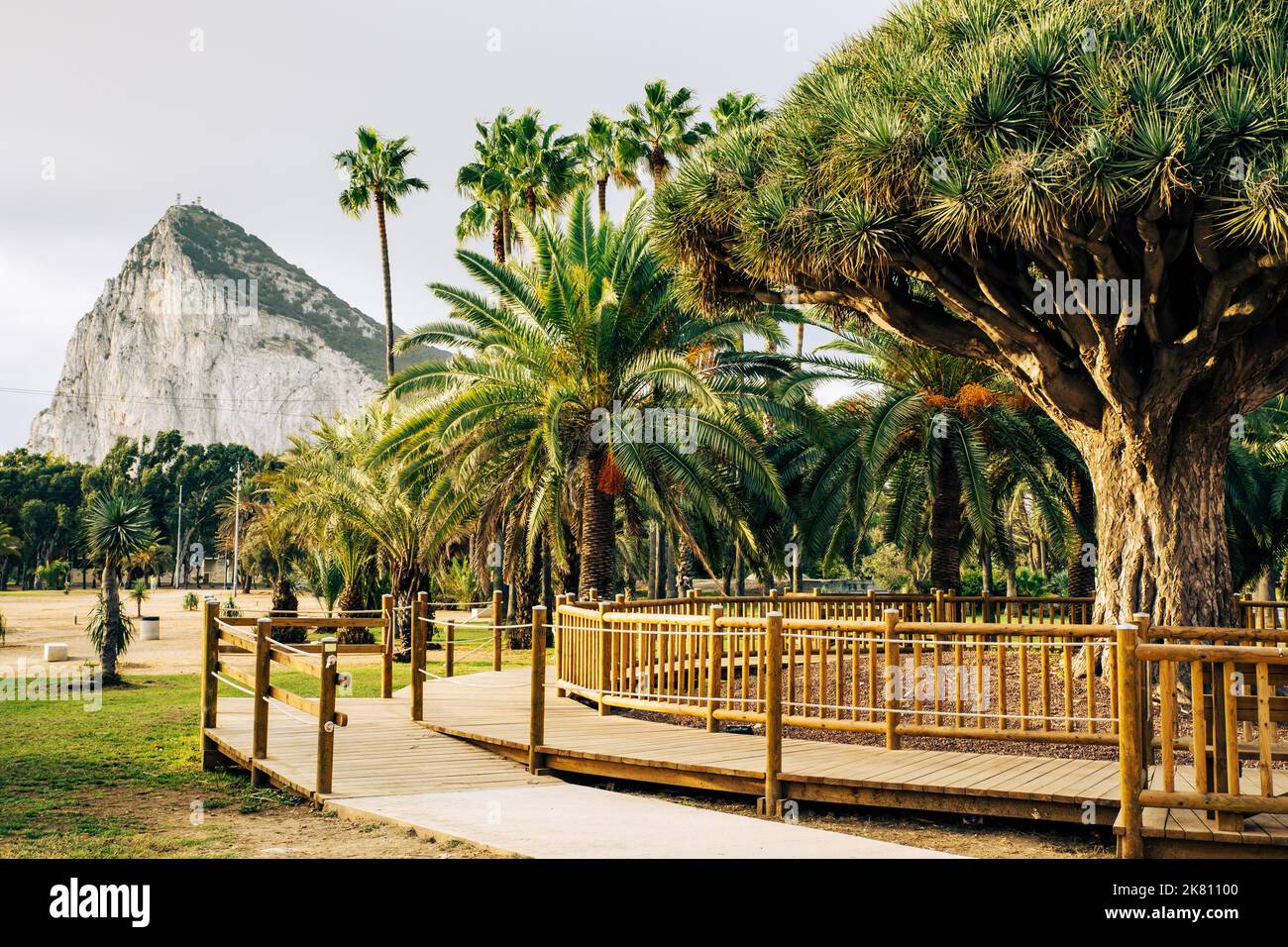 Rock of Gibraltar, view from La Línea de la Concepción. Famous Tree ...
