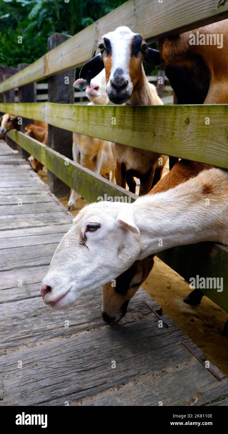 Sheep behind fence in farm Stock Photo - Alamy