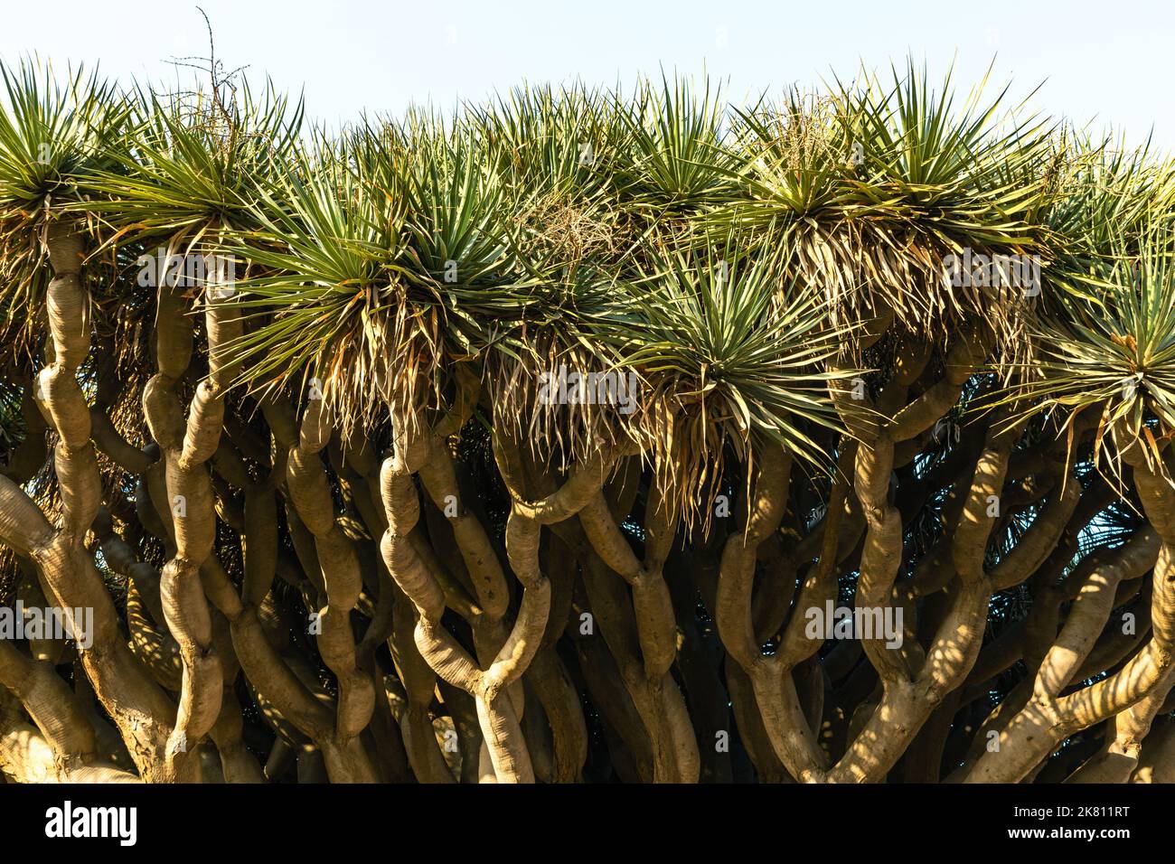 Rock of Gibraltar, view from La Línea de la Concepción. Famous Tree ...