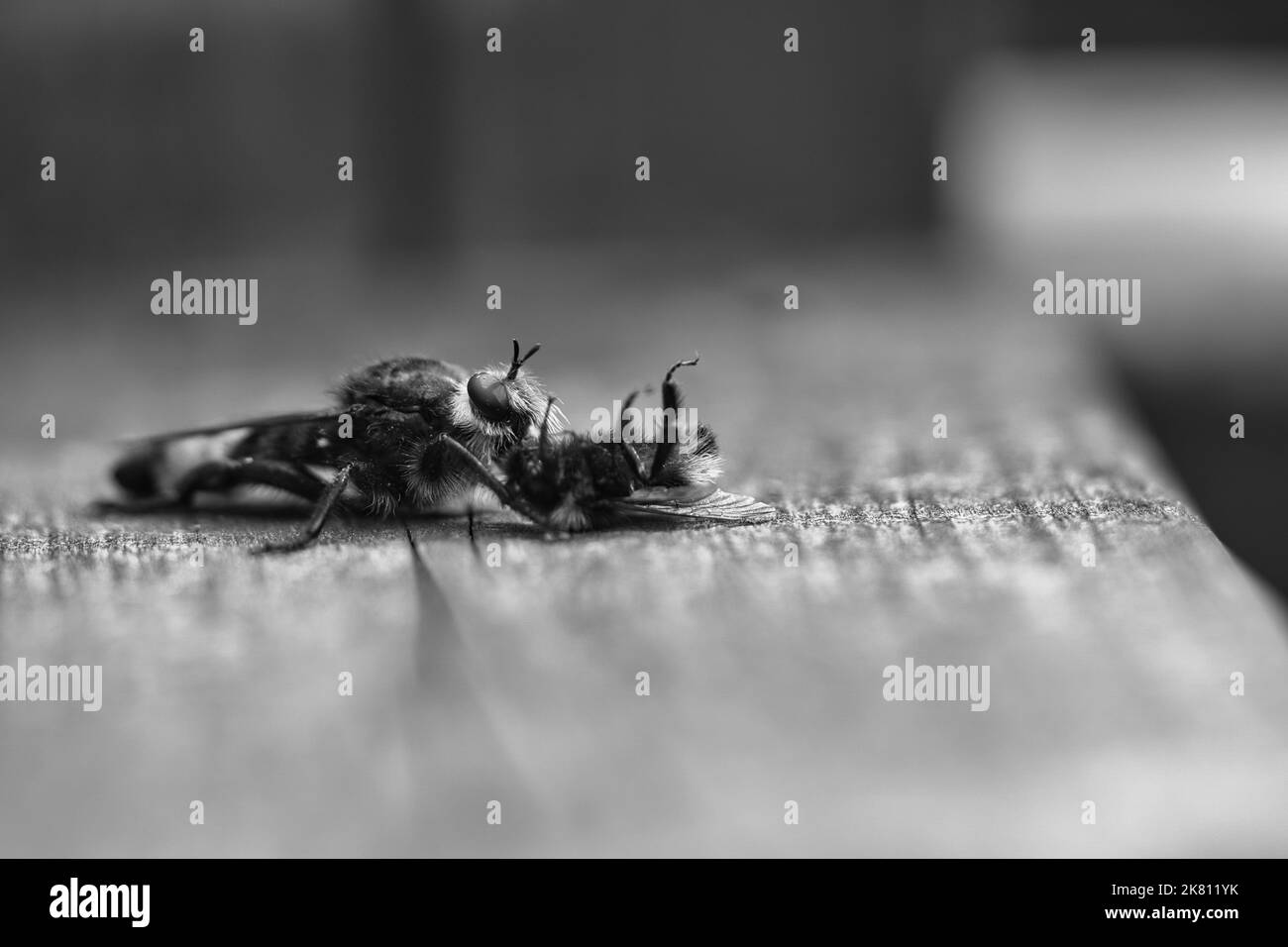 Yellow murder fly or yellow robber fly as black and white image with a ...