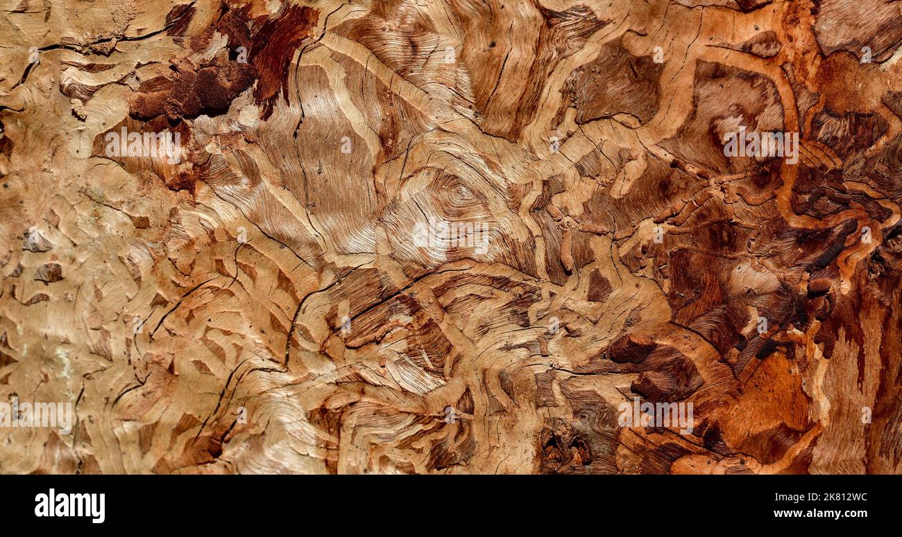 Textures in cut tree stump Stock Photo - Alamy