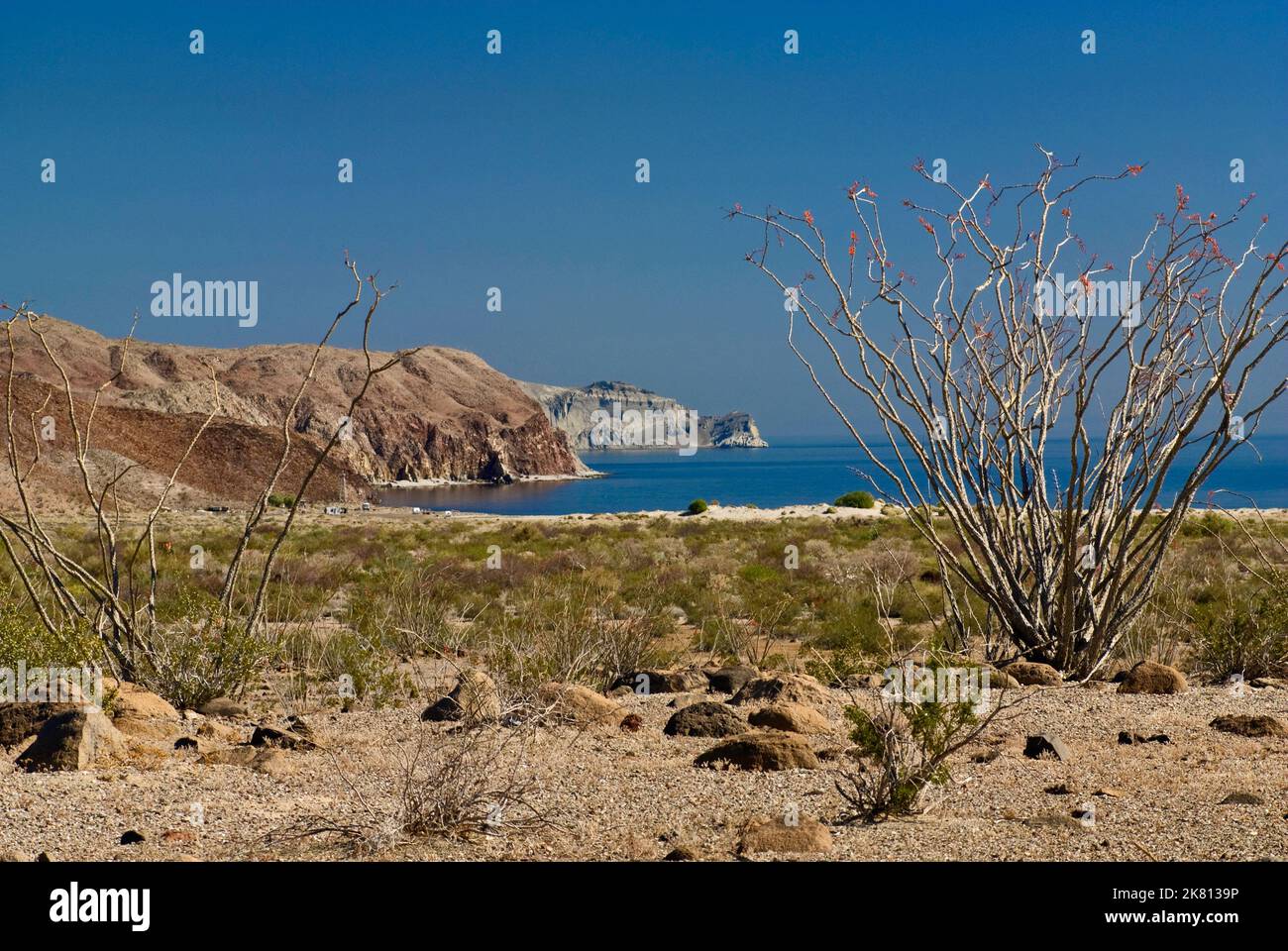 Blooming ocotillo, Campo el Faro area at Gulf of California, Baja ...