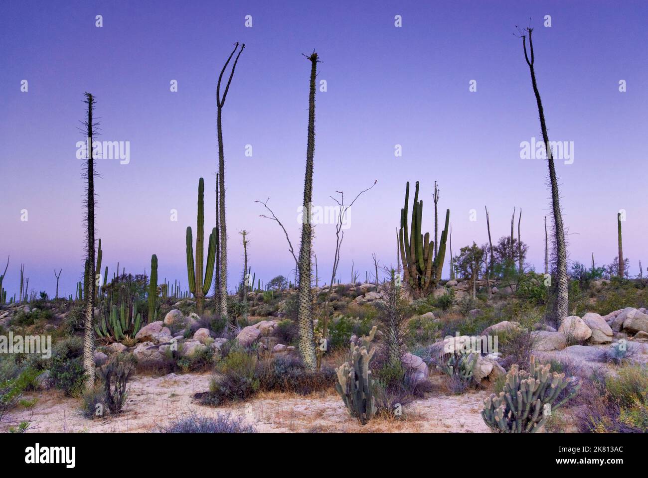 Cirio trees, cardon cacti, sunrise, Desierto Central near Catavina ...