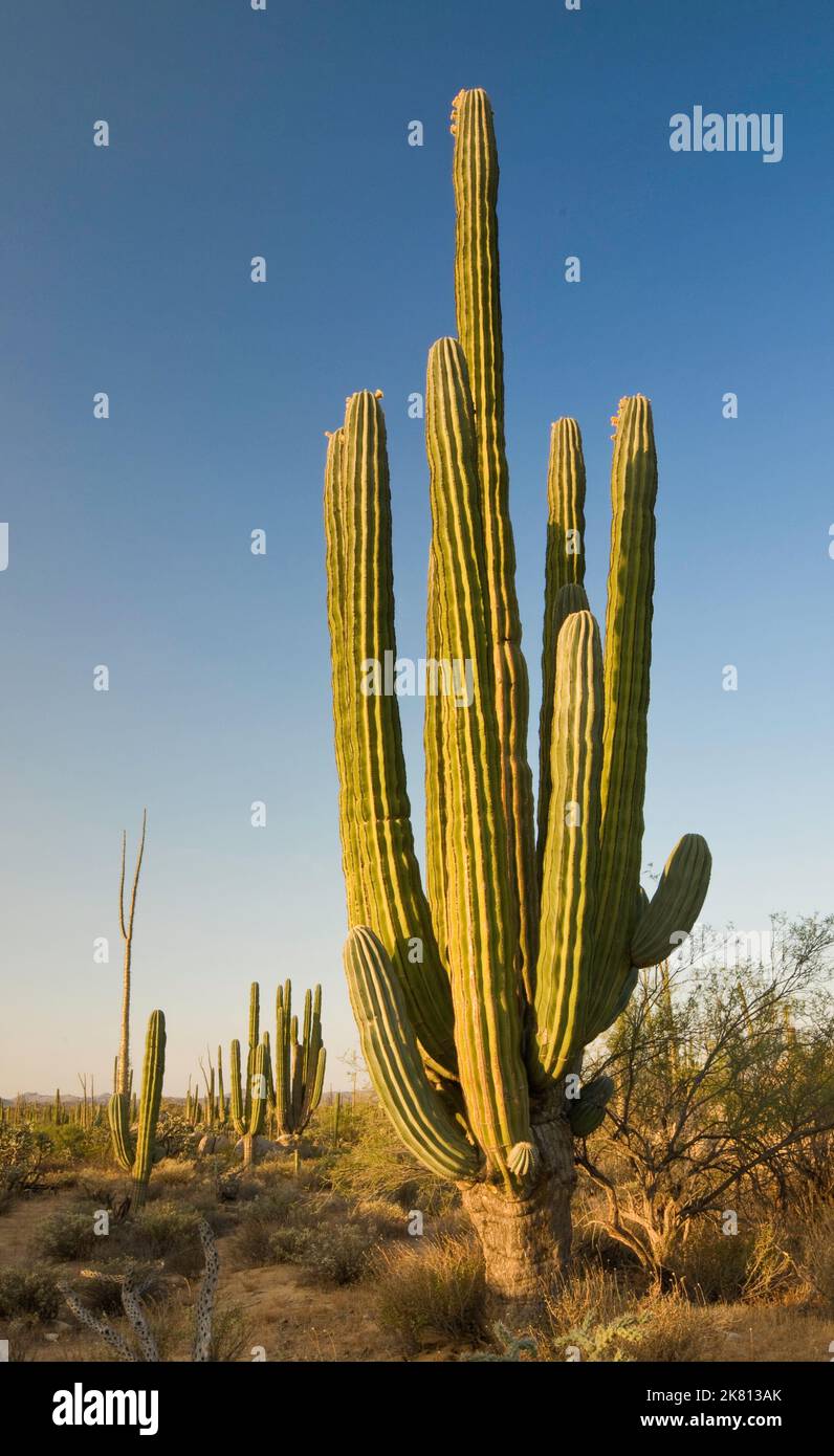 Catavina desert hi-res stock photography and images - Alamy