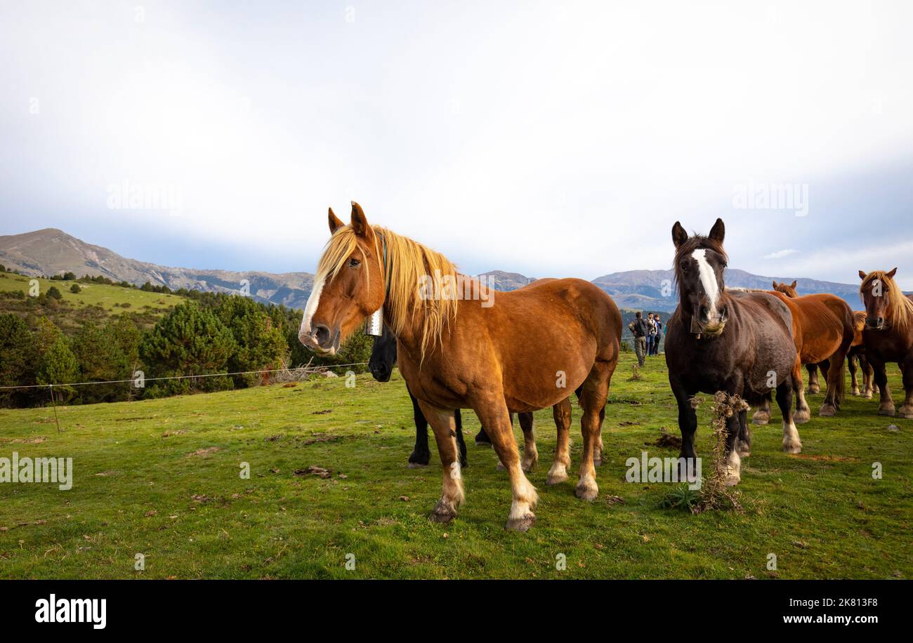 Mares on the mountain. Tria de mulats d'Espinavell, El Ripollès, Girona ...