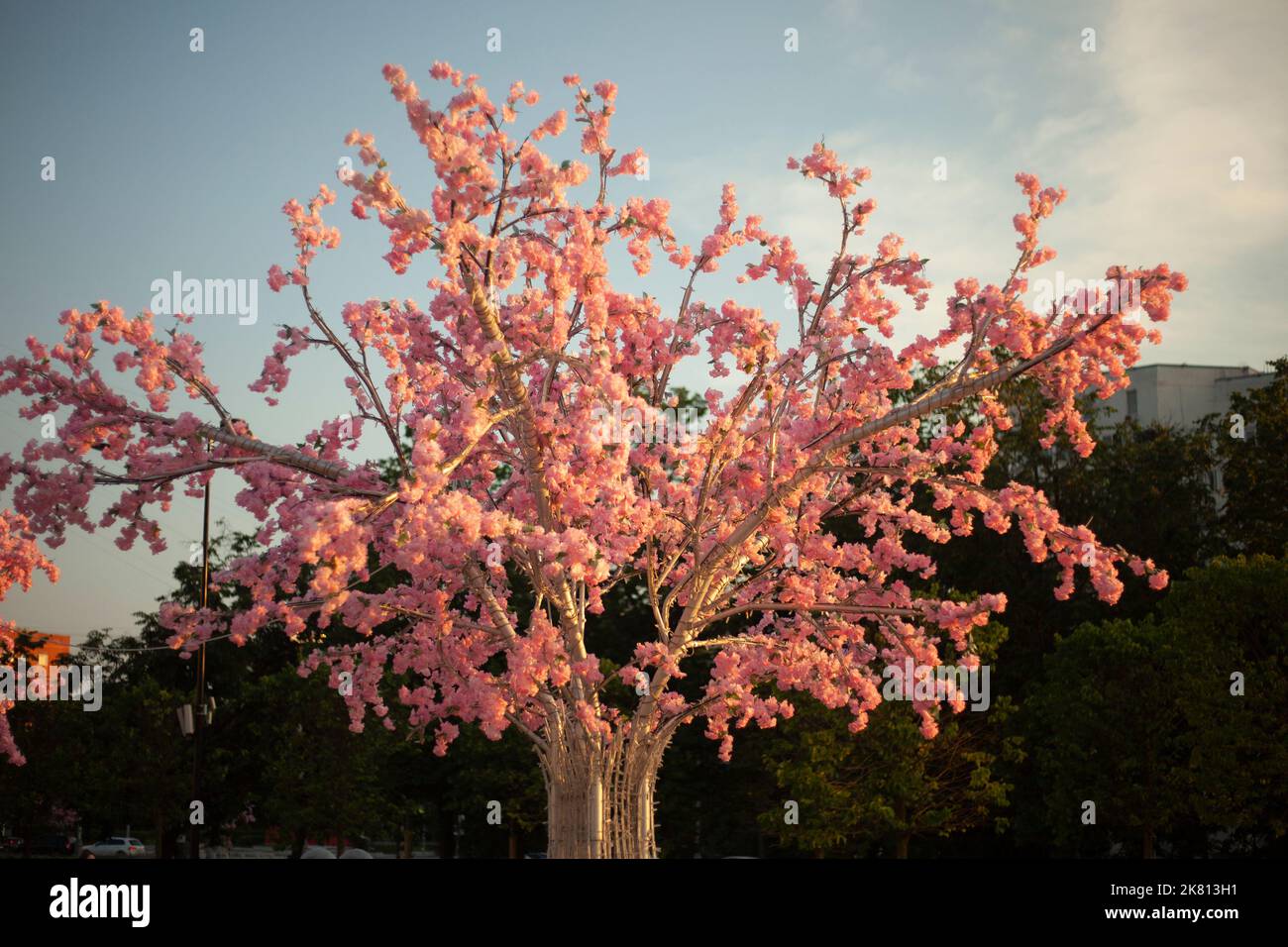 Tree in park. Pink flowers. Sakura in bloom. Decoration for day of city ...