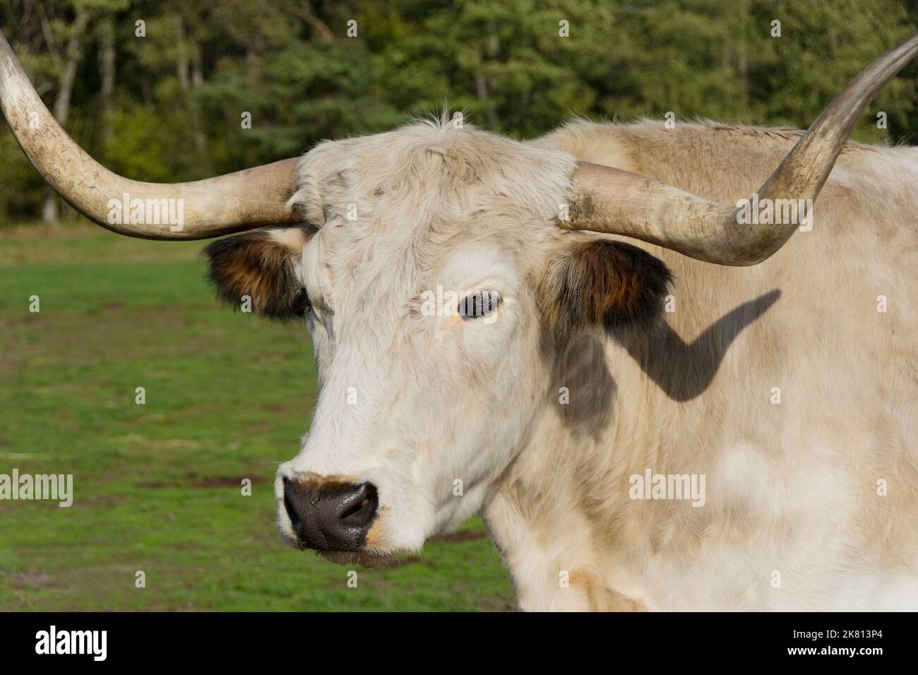 Heck cattle in close-up Stock Photo - Alamy