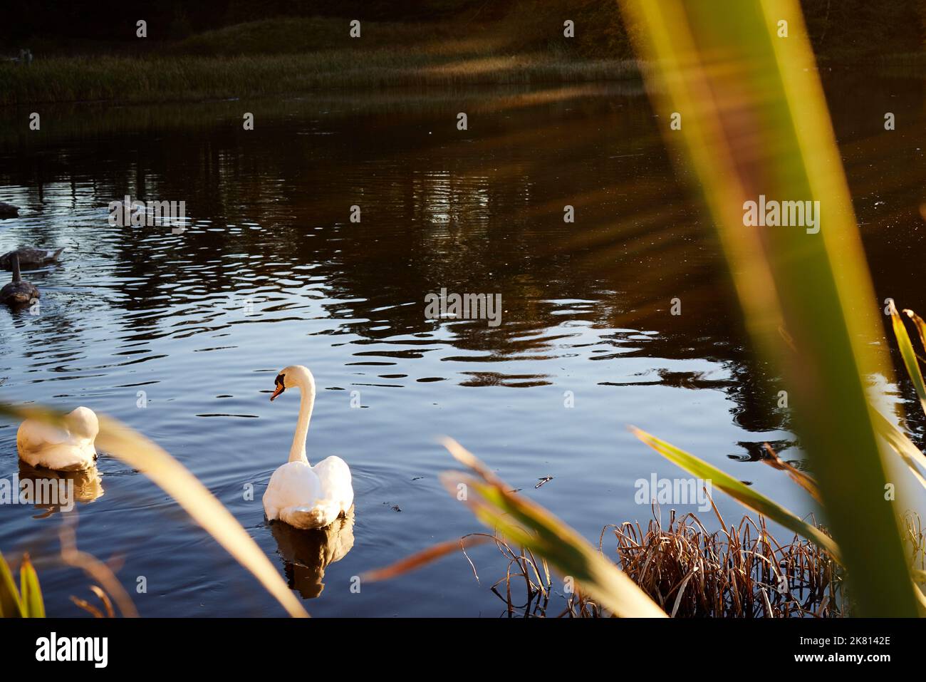 white swan in a lake in october Stock Photo - Alamy