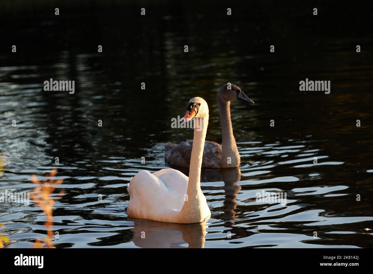 Big swan hi-res stock photography and images - Alamy