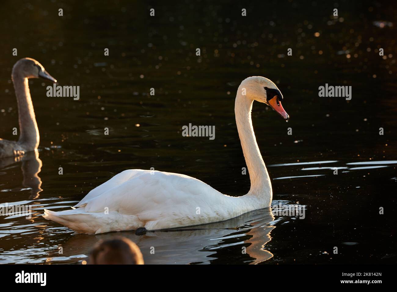 Big swan hi-res stock photography and images - Alamy