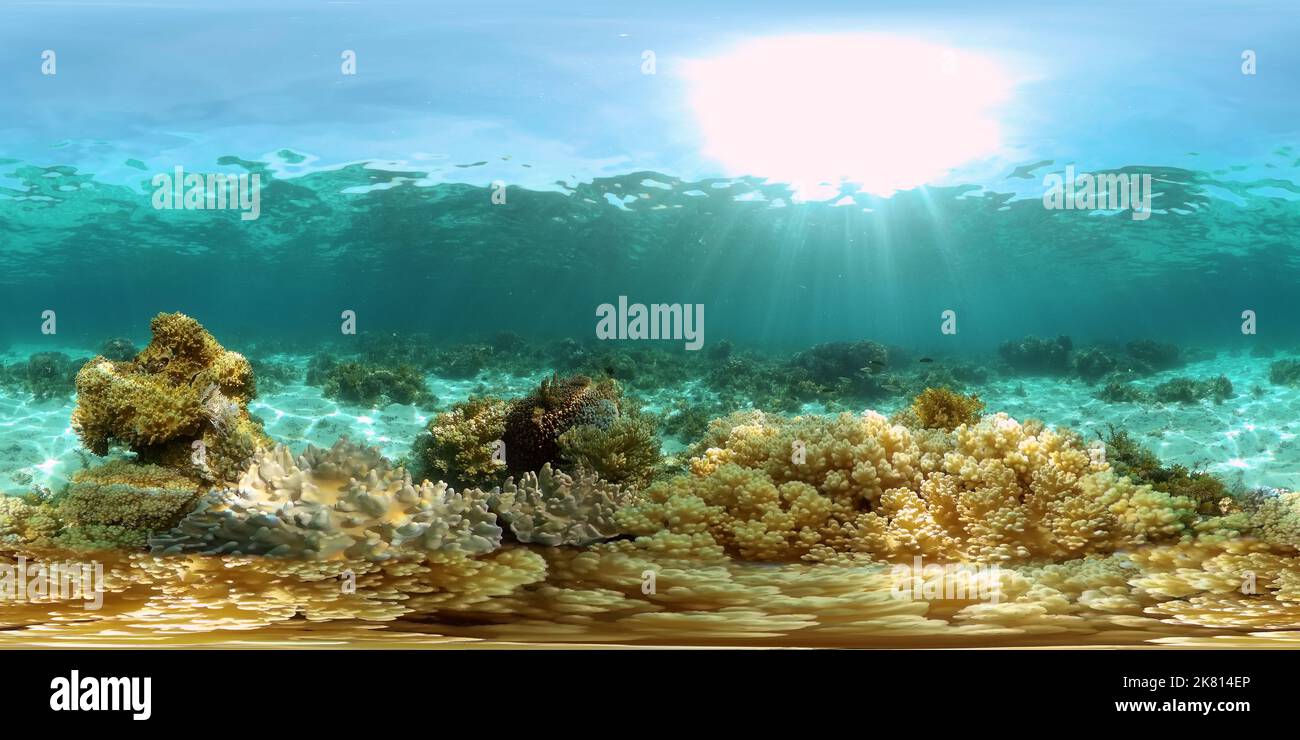 Wonderful and beautiful underwater colorful fishes and corals in the ...
