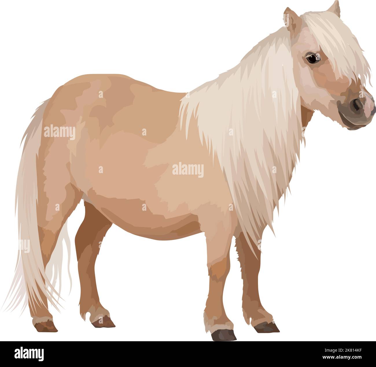 Shetland realistic pony, thoroughbred horse vector Illustration Stock ...