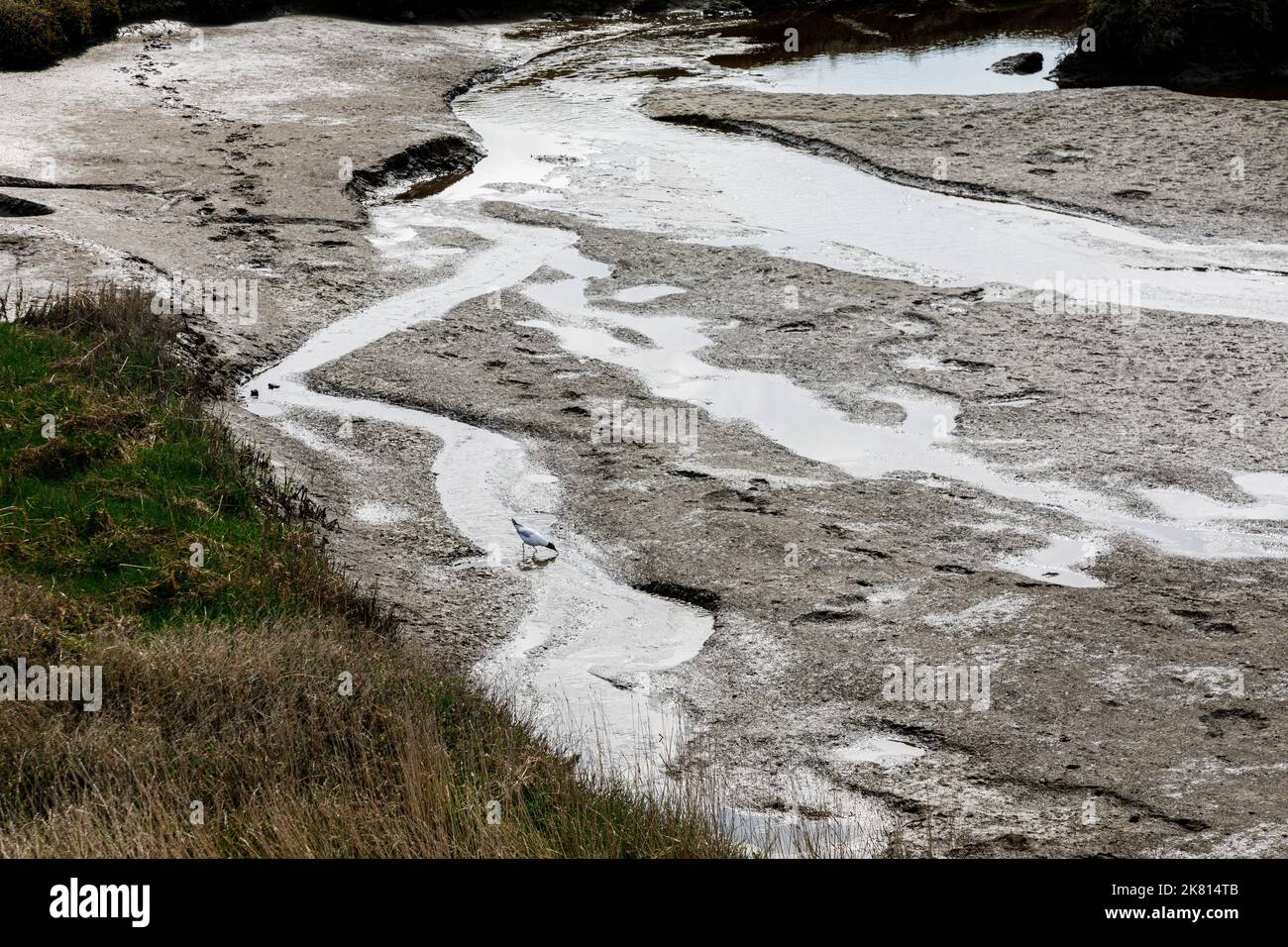 Tide pool in the salt marshes between the sandbanks and dunes in front ...