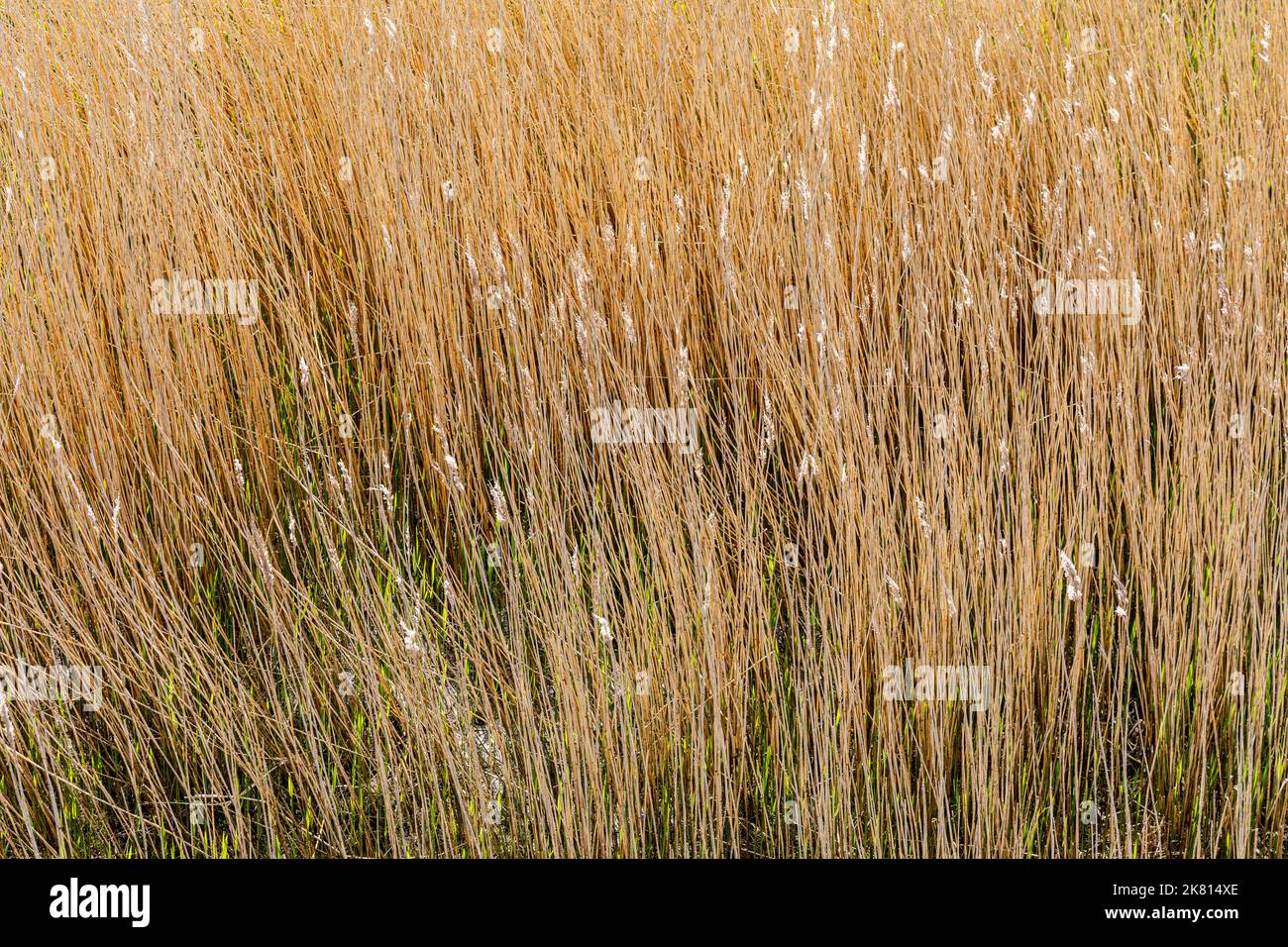 Reed vegetation hi-res stock photography and images - Alamy