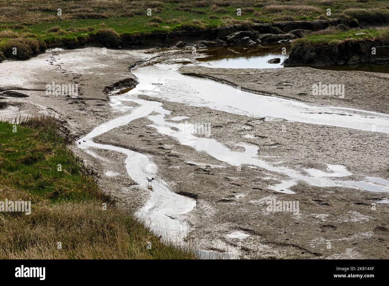 Tide pool in the salt marshes between the sandbanks and dunes in front ...