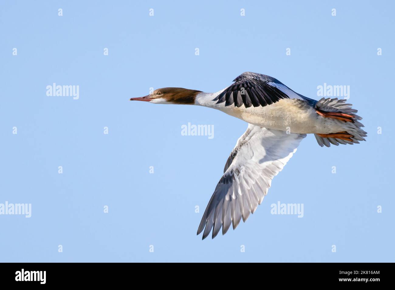 Merganser migration hi-res stock photography and images - Alamy