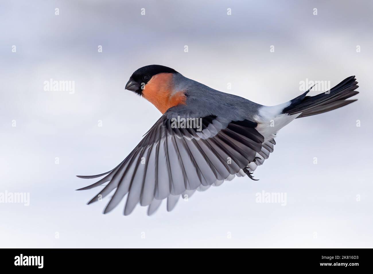 Bullfinch wings hi-res stock photography and images - Alamy