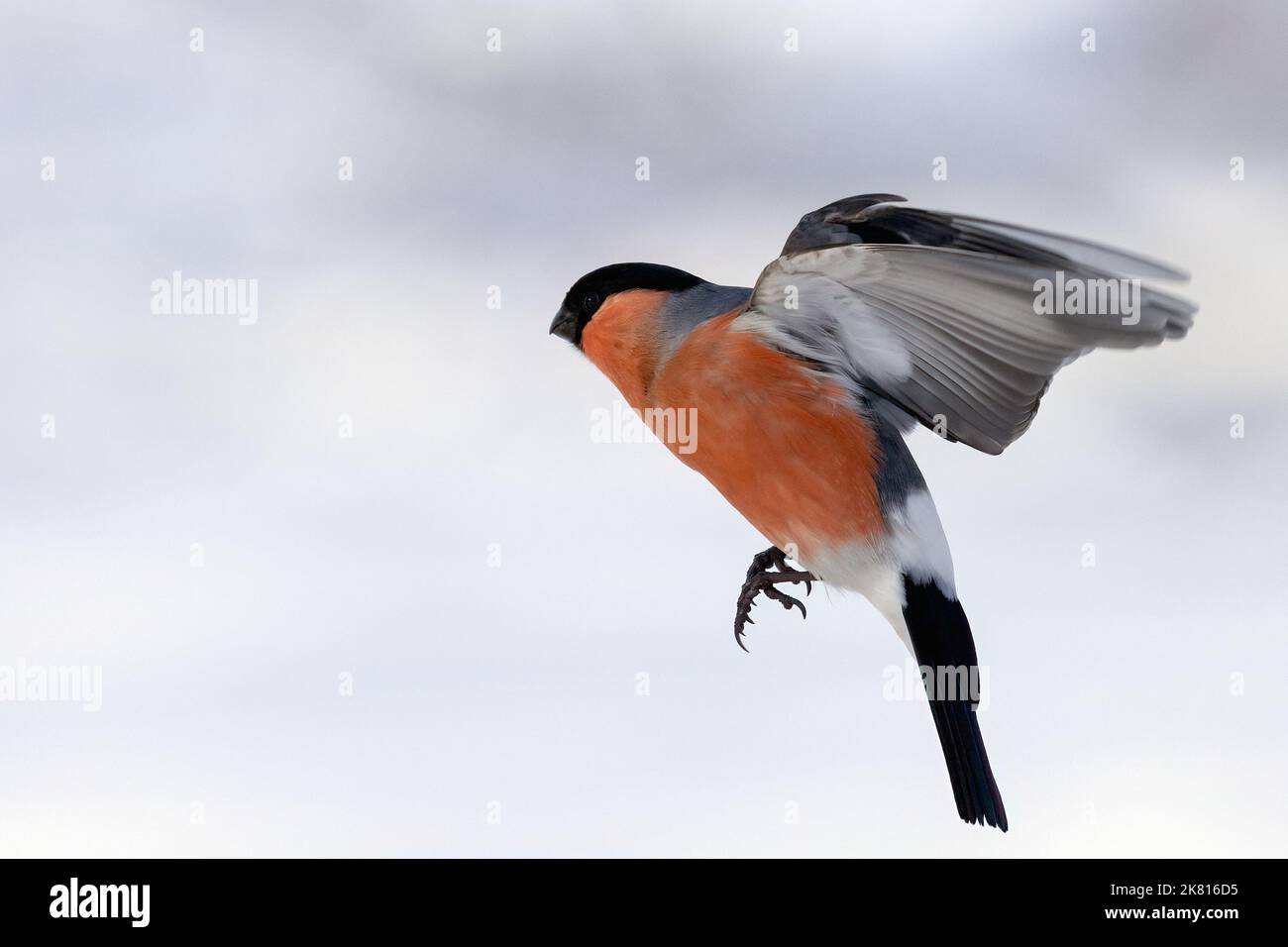 Bullfinch flight hi-res stock photography and images - Alamy