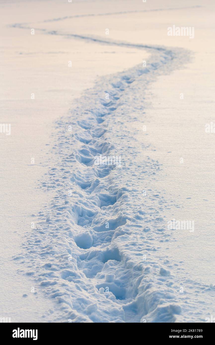 Winding footprints in freshly fallen snow on a field Stock Photo - Alamy