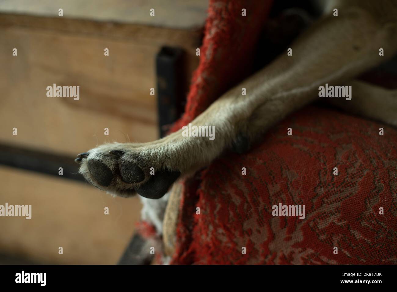 Dog's Paw, Pet's Foot. Animal Details. Fleshy paw of stray dog Stock ...