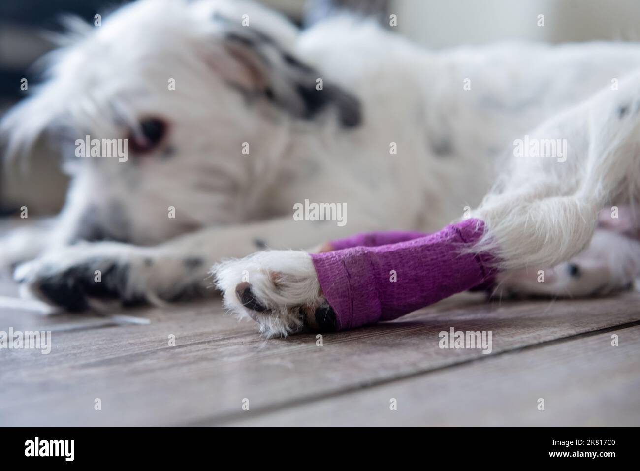 Injured white dog's hind leg wrapped by purple bandage and splint after ...