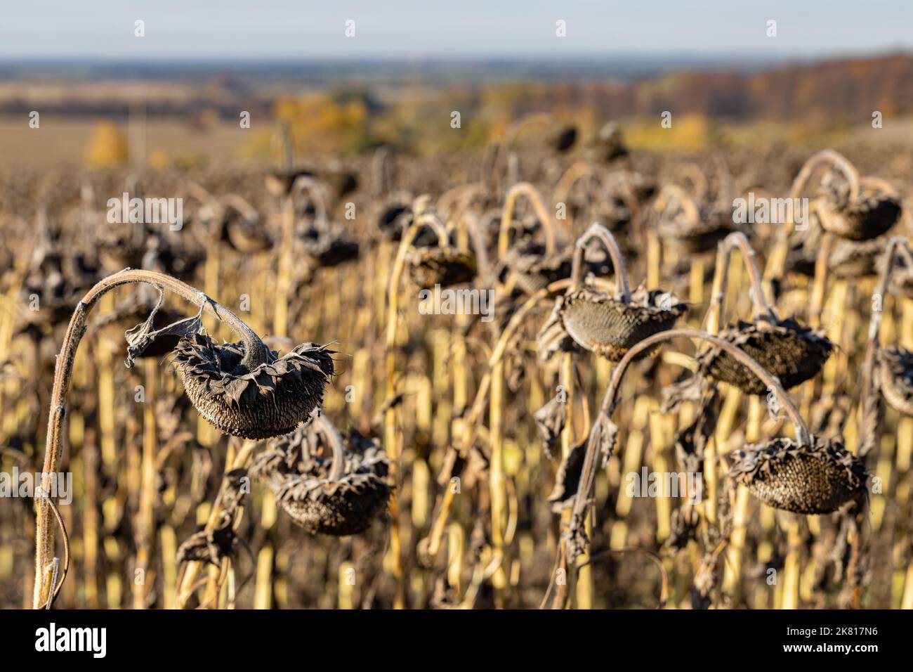 Old sunflower hi-res stock photography and images - Alamy