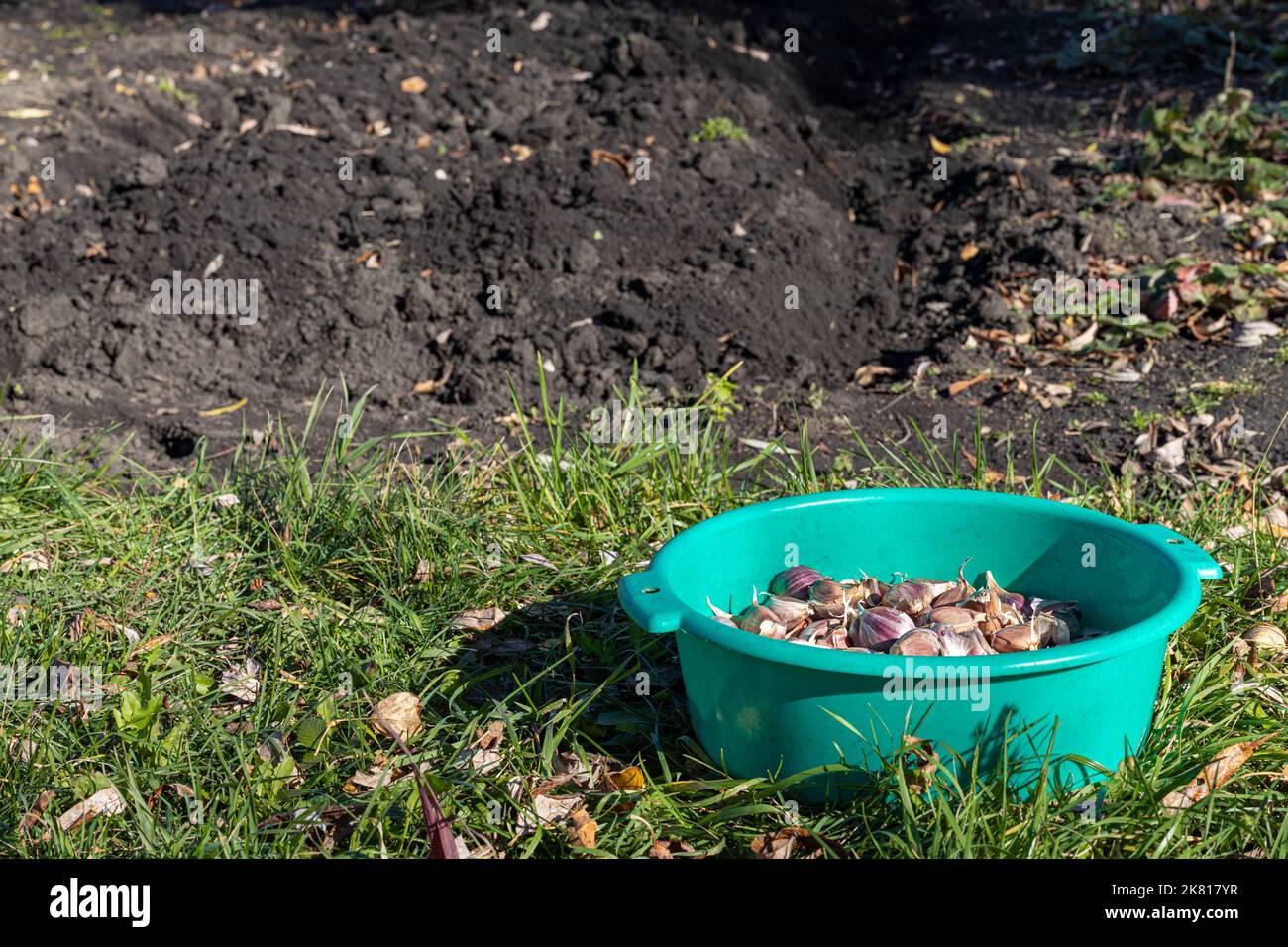 a clove of garlic lies in a basket. arlic harvest. planting garlic ...