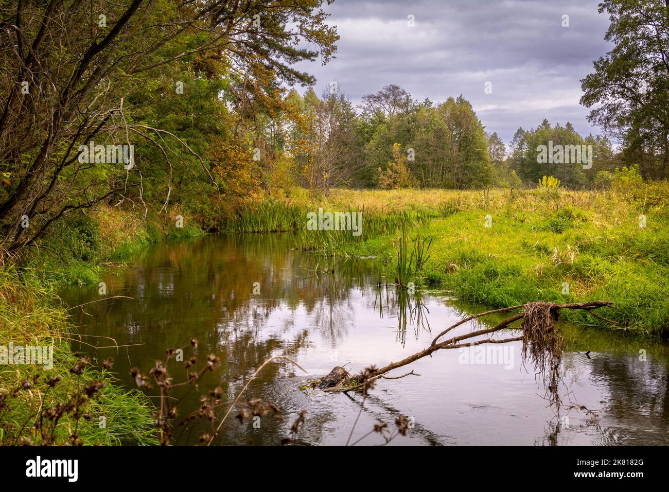 Beginning of autumn on the Grabia River lit by the setting sun, Poland ...