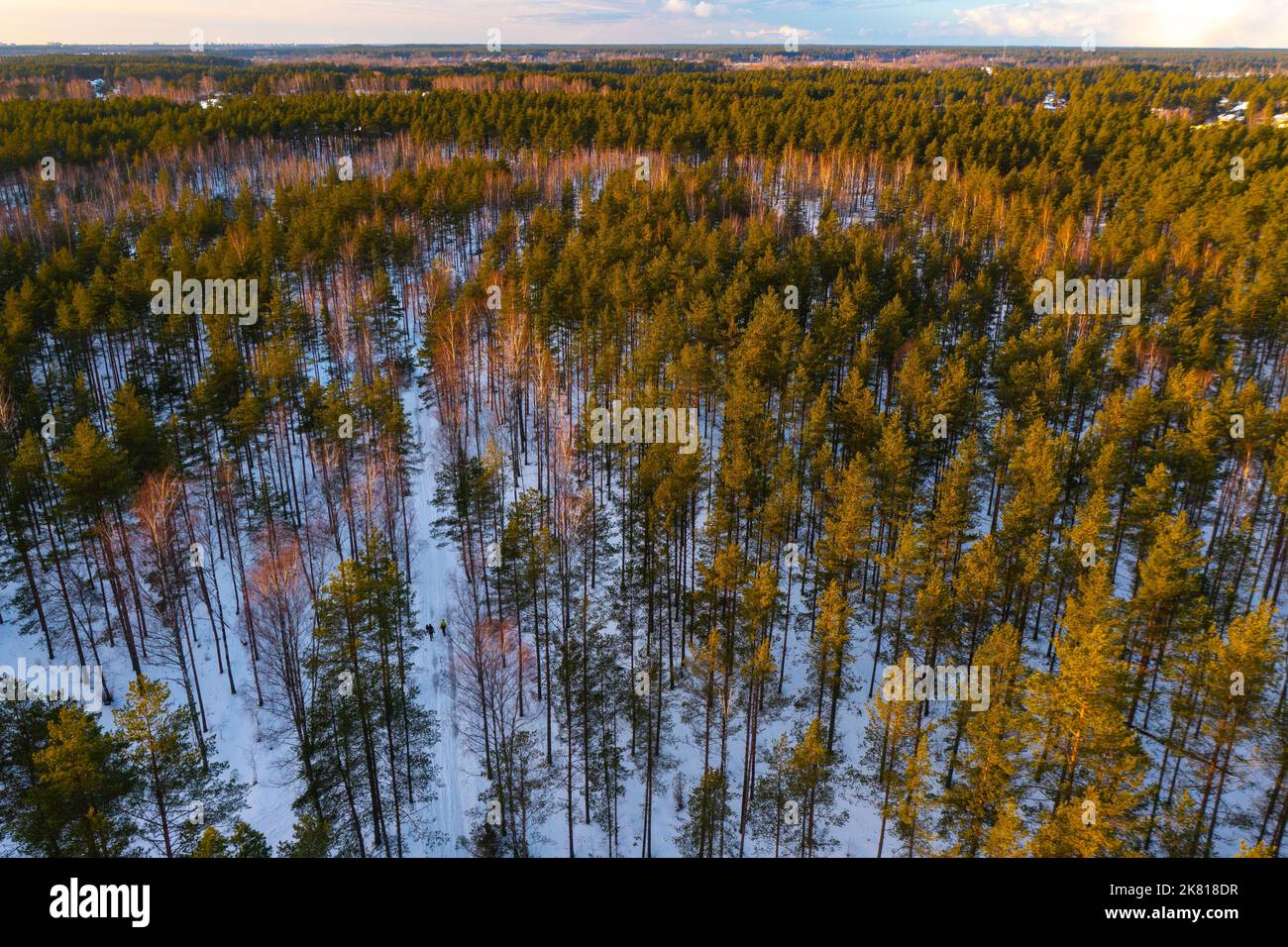 Drone view of beautiful pine forest. Trees in sunlight. Winter ...